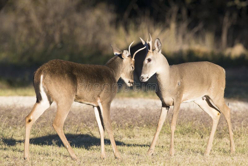 Two yearling bucks stock image. Image of rutting, modeling - 142819839