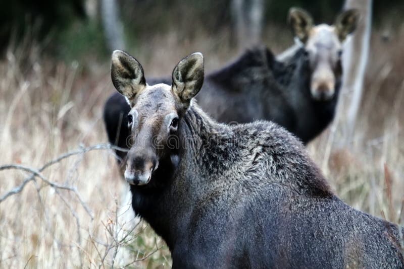 Two yearling moose stock image. Image of mobility, migratory - 210337953