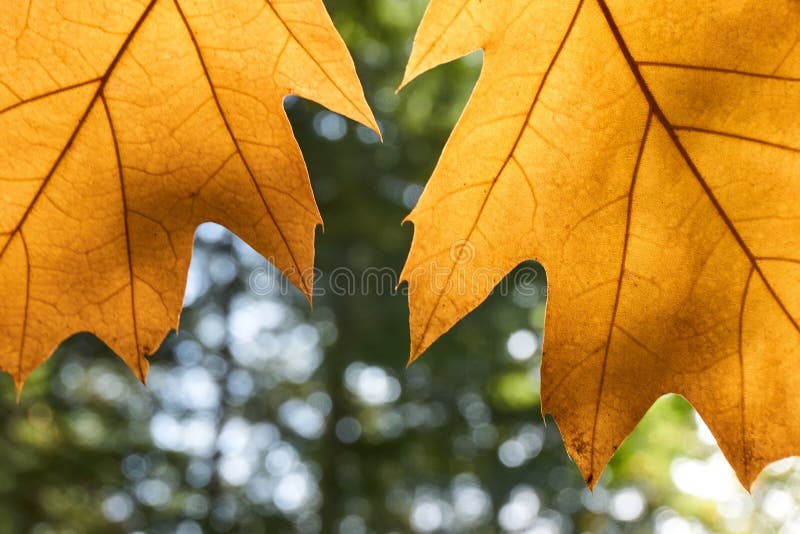 Two Yellow Autumn Leaves in Front of a Forest Stock Image - Image of ...