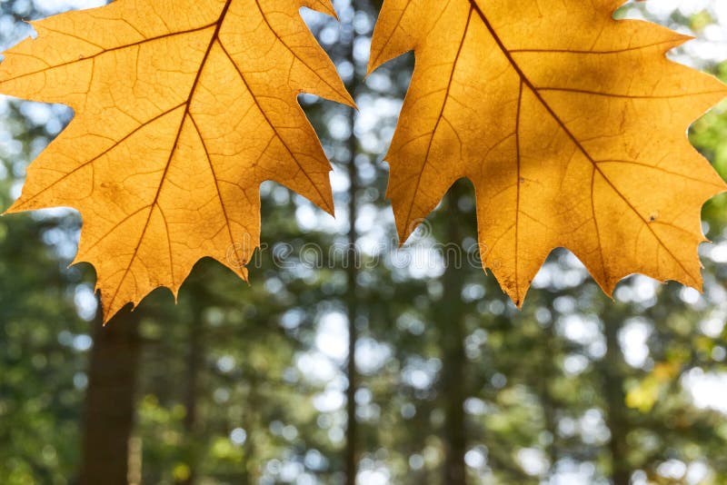 Two Yellow Autumn Leaves in Front of a Forest Stock Photo - Image of ...