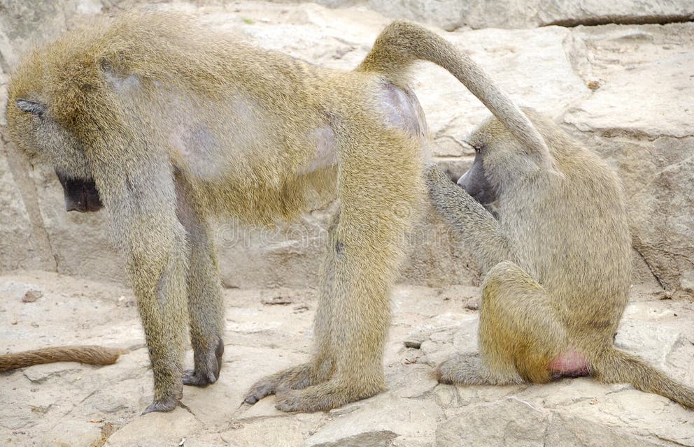 Two Yellow Baboons stock photo. Image of funny, older - 287964434