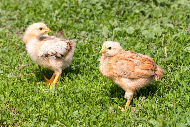 Two Yellow Baby Chicken in the Green Grass Stock Image - Image of farm ...