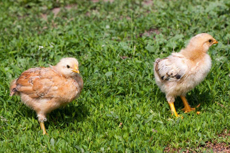 Two Yellow Baby Chicken in the Green Grass Stock Photo - Image of grass ...