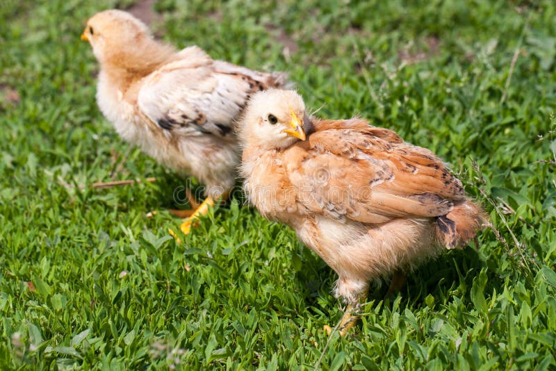 Two Yellow Baby Chicken in the Green Grass Stock Image - Image of green ...