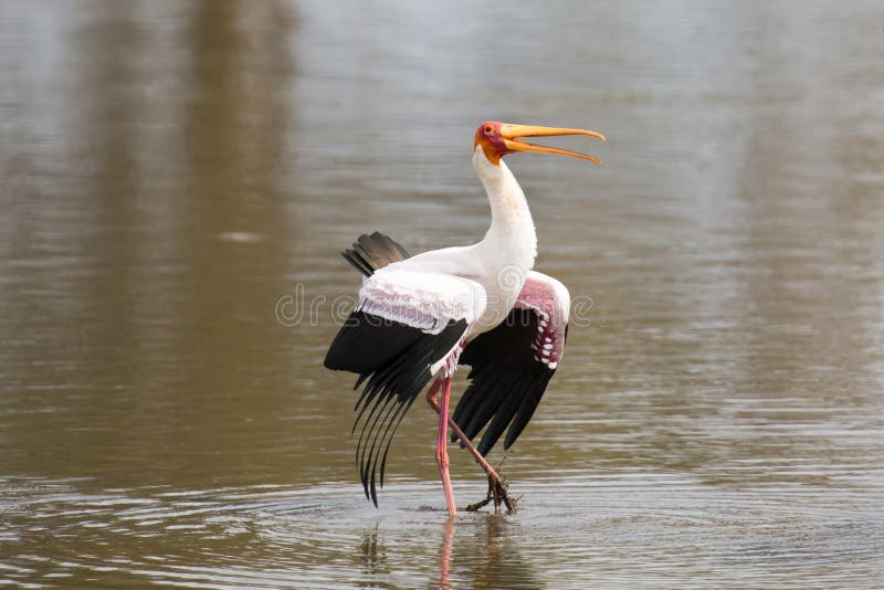 Two Yellow Billed Storks Fight for Domination of Territory at Da Stock ...