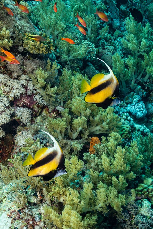 Two Yellow Black Longfin Bannerfish Fish Stock Photo - Image of marine ...