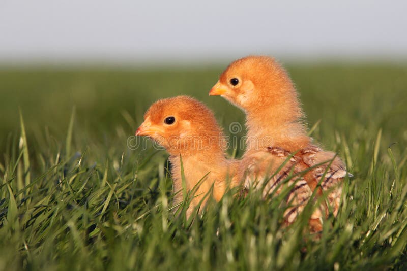 Baby chickens stock image. Image of fluffy, natural, lovely - 69678707