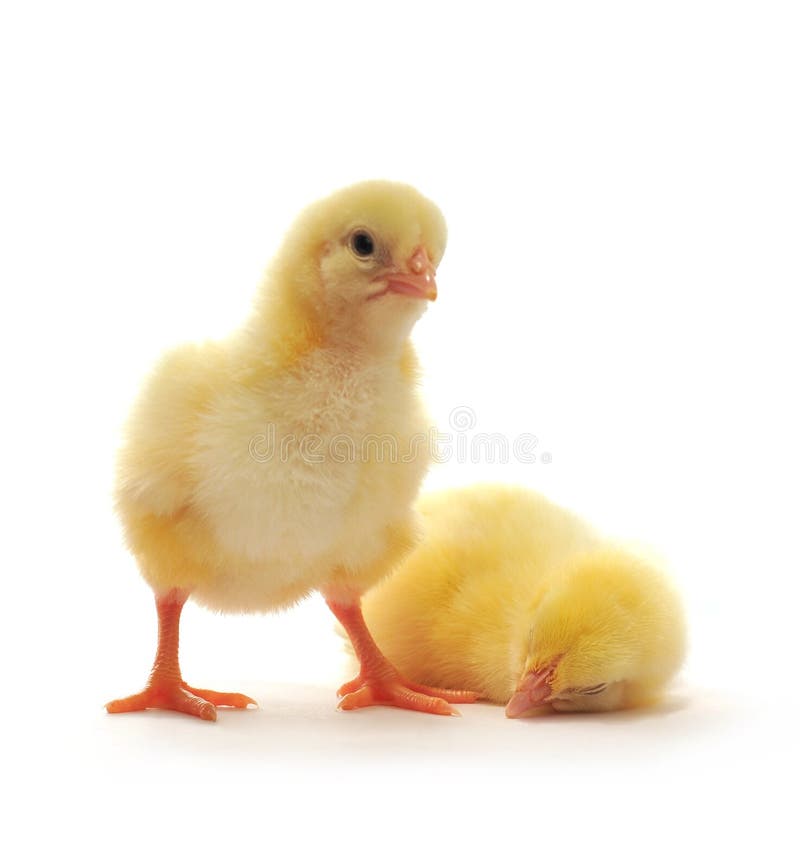 Together stock image. Image of pets, glance, yellow, baby - 1013753