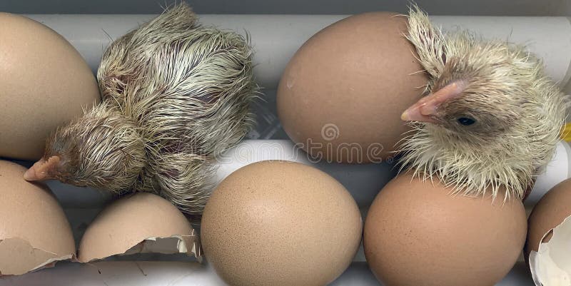 Two Yellow Chicks Hatched in an Incubator Together Stock Image - Image of incubator, house ...