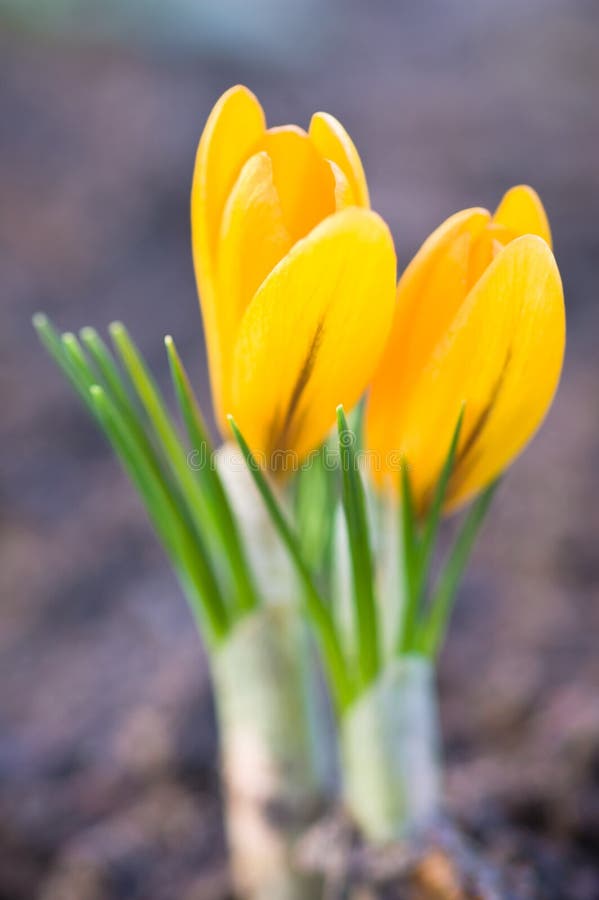 Two yellow crocus flowers stock photo. Image of seasonal - 28549374