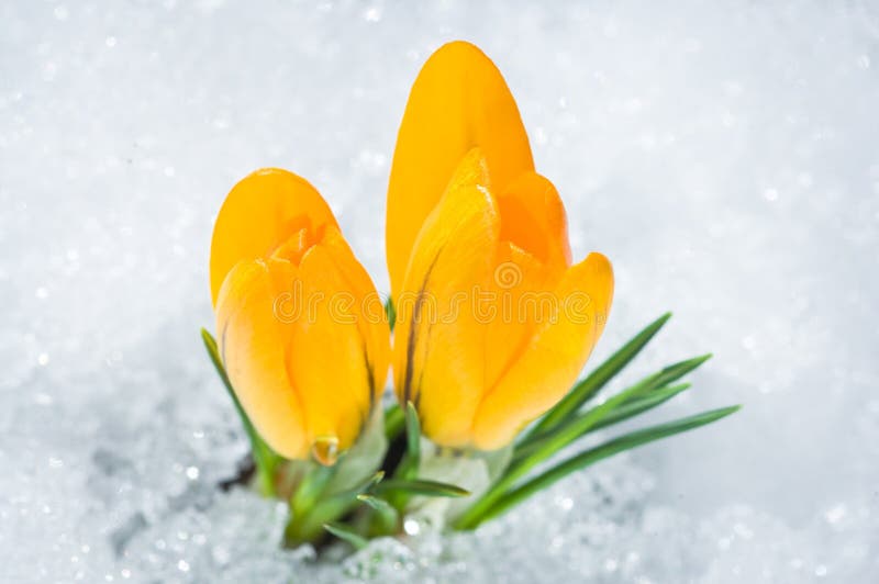 Two yellow crocuses stock image. Image of season, spring - 28549387