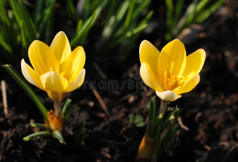 Two yellow crocuses stock image. Image of beauty, blossoming - 112258241