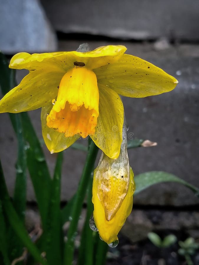 Large Raindrops on the Window Glass, Rainy Weather Stock Photo - Image ...