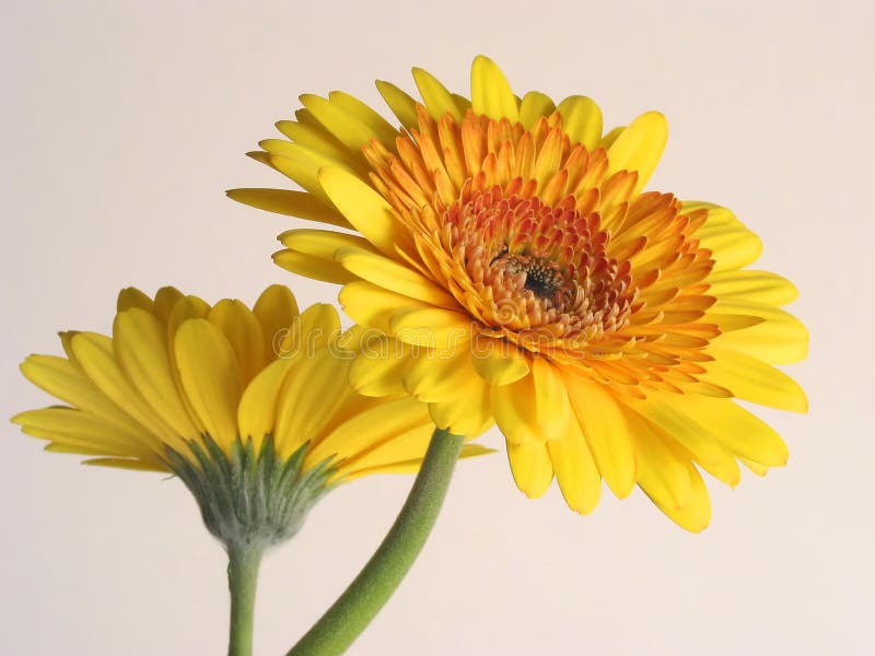 Two Yellow Daisies stock photo. Image of floral, yellow - 522140