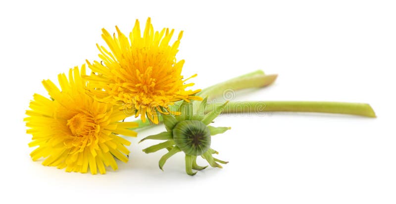 Two yellow dandelions stock image. Image of dandelion - 196074749