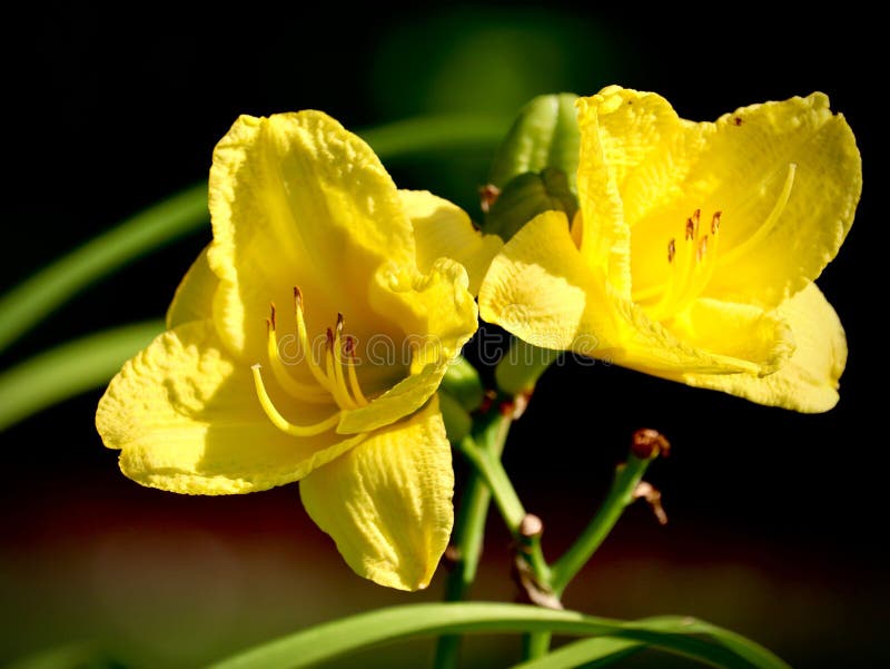 Yellow Daylilies in Full Bloom Stand Together, with One Flower in the ...
