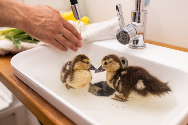 Yellow Ducklings Floats in Clean Water in Bathroom Sink. Stock Photo ...