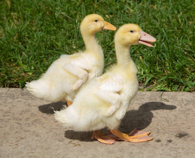 Two yellow ducklings stock image. Image of isolated, hairy - 13615211