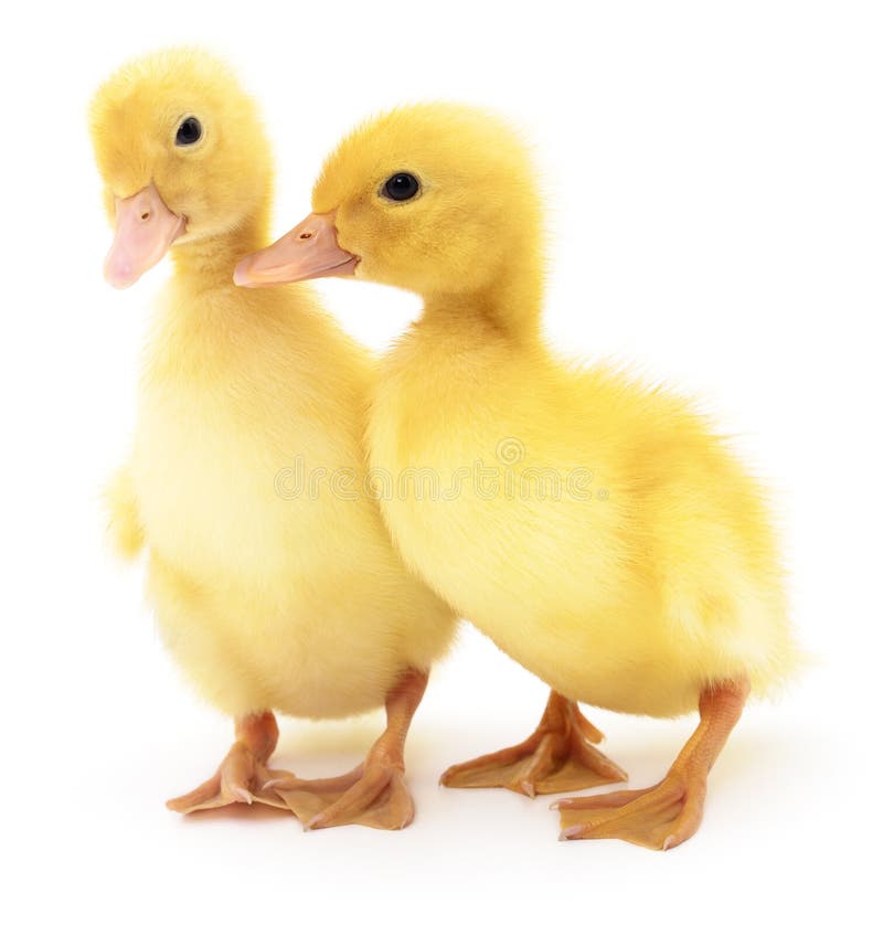 Two ducklings. stock image. Image of agriculture, domestic - 61240319