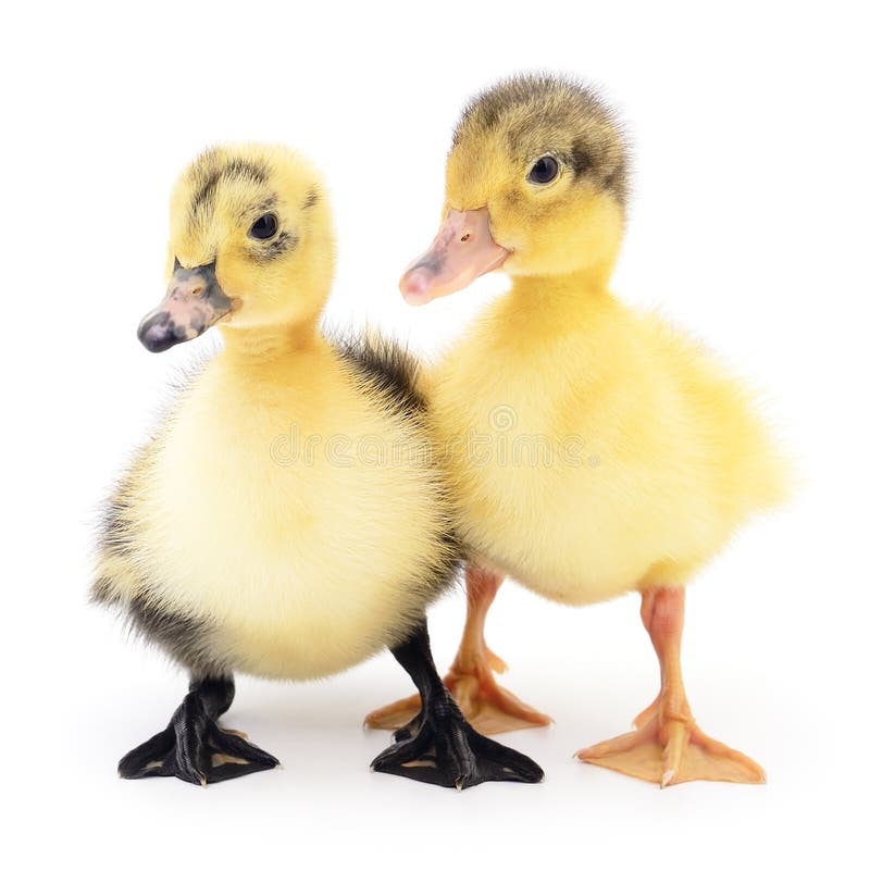 Ducklings stock image. Image of poultry, cute, white - 15190367