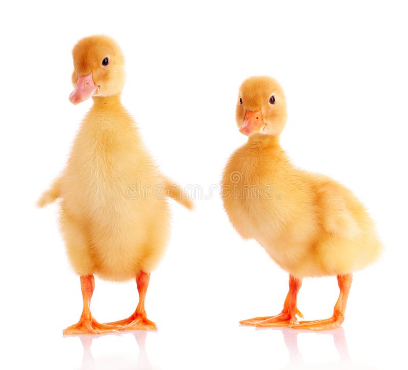 Farm ducks stock photo. Image of fluffy, farm, animals - 9209724