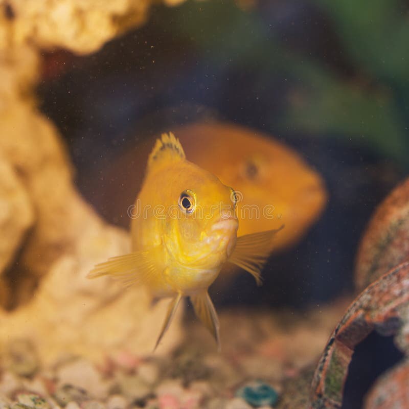 Two yellow fish stock photo. Image of pets, fish, yellow - 70742592