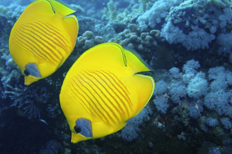 Two yellow fishes stock photo. Image of aquarium, tropical - 4400128