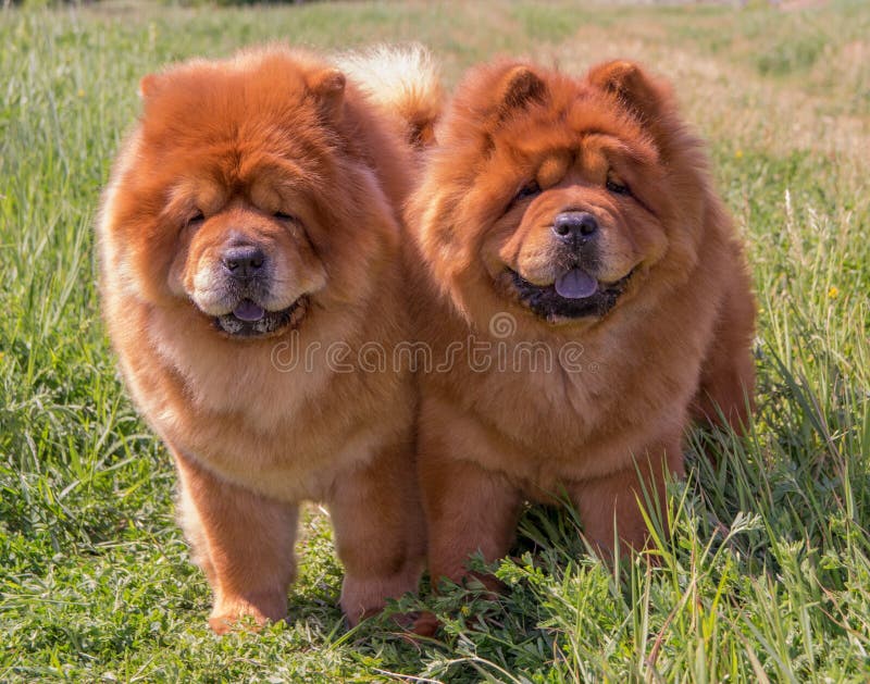 Two Fluffy Dogs stock photo. Image of outdoors, adorable - 11289212