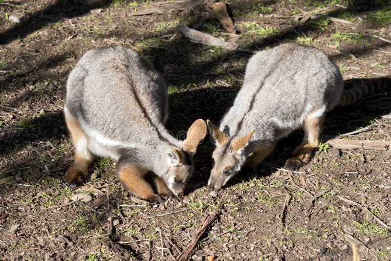 The Two Yellow Footed Rock Wallabies are Eating Stock Image - Image of ...