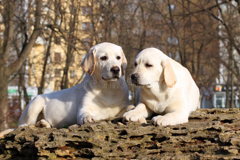 Two labrador puppies stock image. Image of sweet, play - 25360917