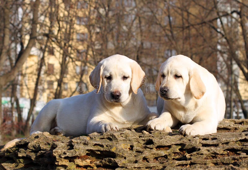 Two labrador puppies stock image. Image of sweet, play - 25360917