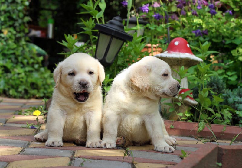 Two Yellow Happy Labrador Puppies in Garden Stock Photo - Image of tree ...