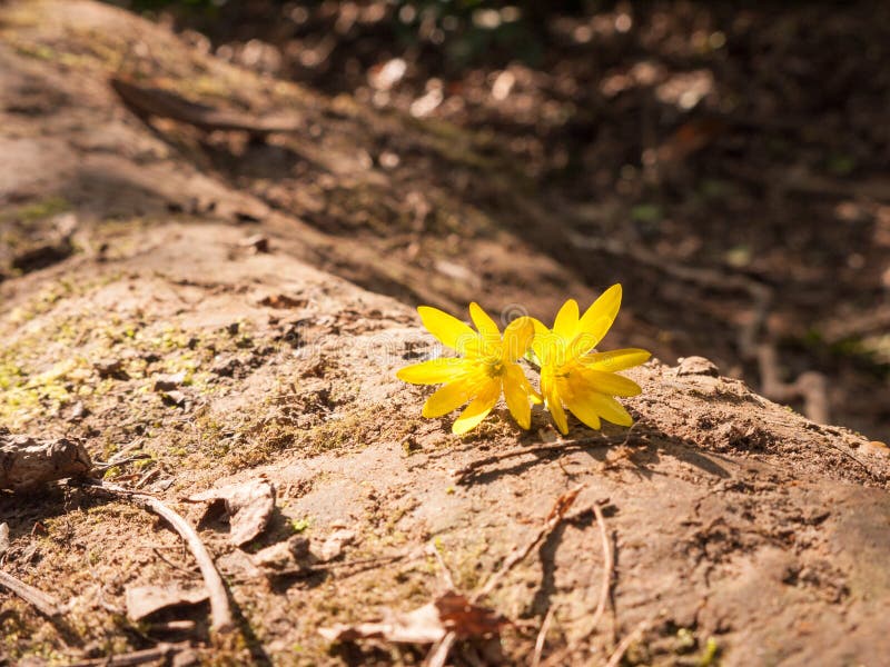 Two Yellow Headed Flowers on the Forest Floor Stock Image - Image of ...