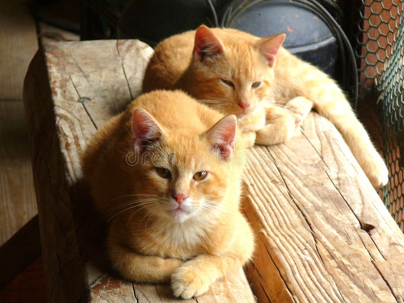 Two Yellow Kittens stock photo. Image of farm, tabby - 170948908