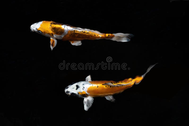 Two Yellow Koi Fish Swim Side by Side in the Water Stock Image - Image ...