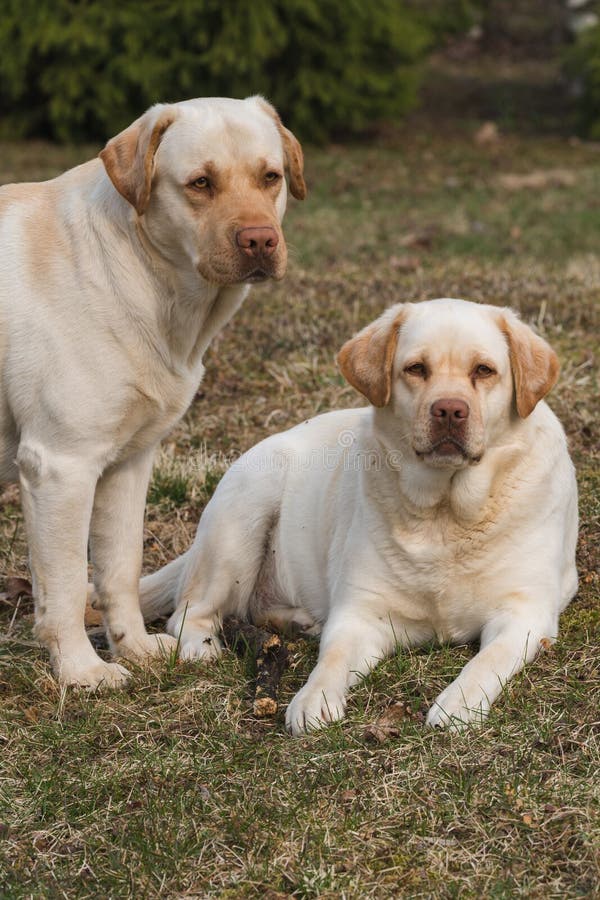 Two yellow Labrador dogs stock photo. Image of playing - 182172798