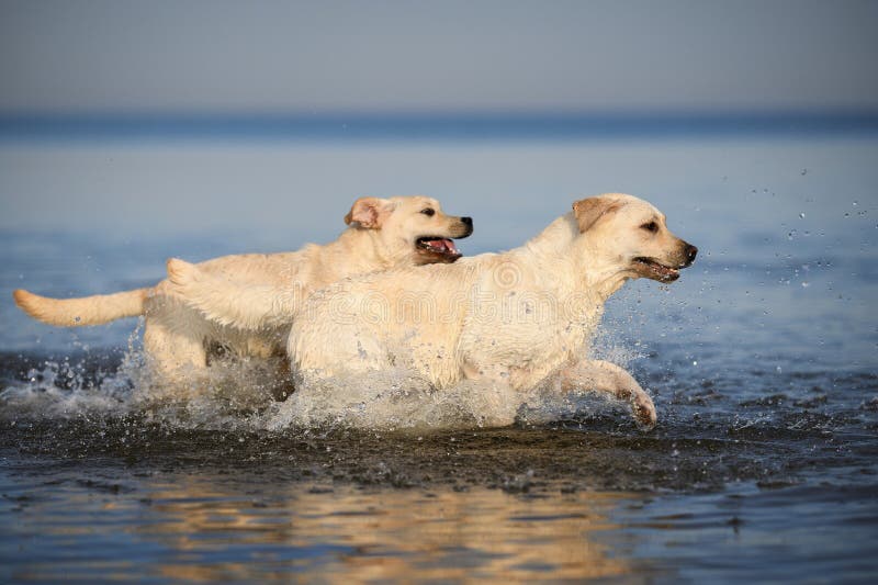Two Yellow Labrador Dogs Running in Water Stock Image - Image of funny ...