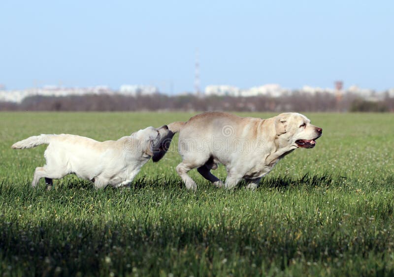 Two Yellow Labrador in the Park Stock Photo - Image of park, cute ...