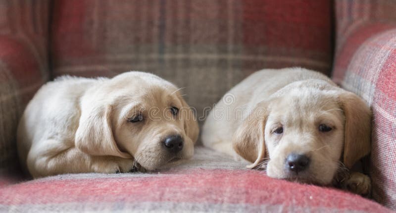 Two Yellow Labrador Puppies on a Chair Stock Image - Image of puppies ...