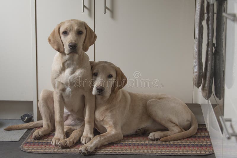 Two Yellow Labrador Puppies in the Kitchen Stock Photo - Image of ...