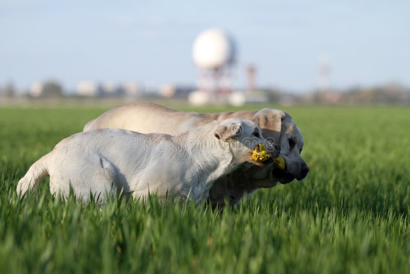 Two Yellow Labrador Retriever in Summer in the Field Stock Image ...