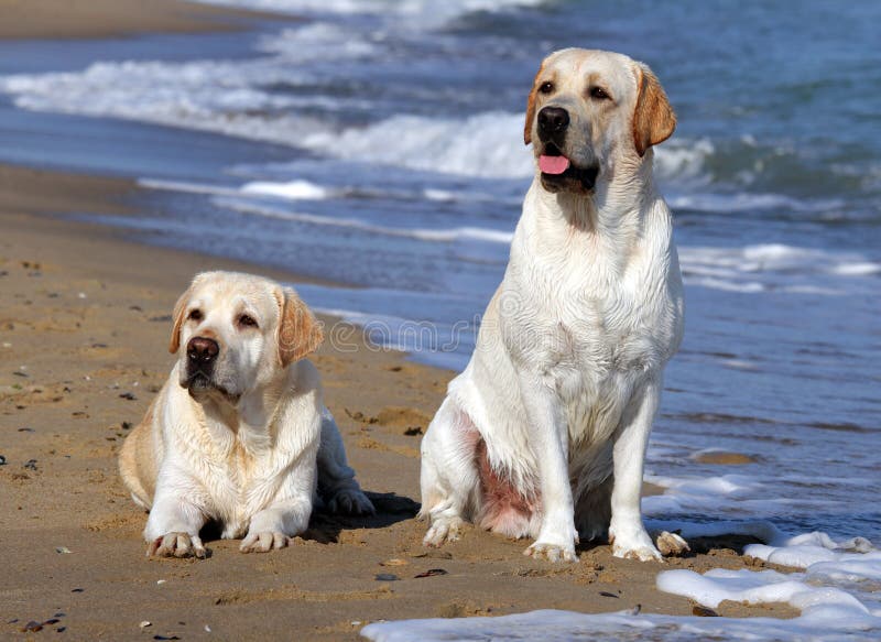 Two Yellow Labradors Looking at the Sea Stock Photo - Image of cute ...