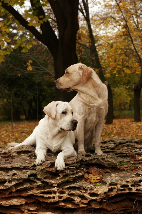 Two Yellow Labradors in the Park in Autumn Stock Image - Image of ...