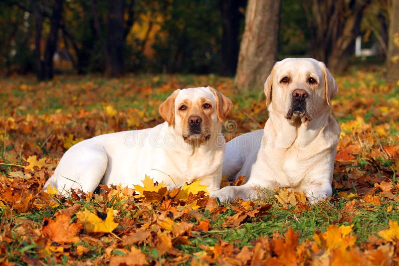 The Two Yellow Labradors in the Park in Autumn Close Up Stock Image ...