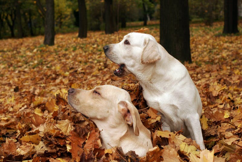 Two Yellow Labradors in the Park in Autumn Leaves Stock Image - Image ...