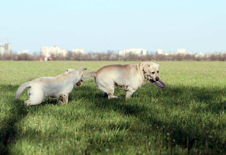 Two Yellow Labradors in the Park Stock Image - Image of friend, play ...