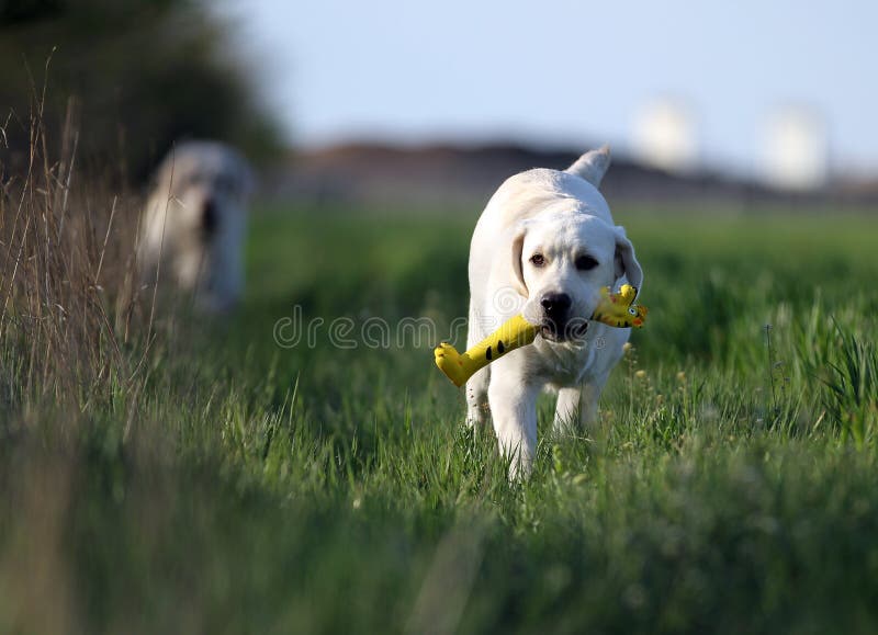 Two Yellow Labradors in the Park Stock Photo - Image of adorable ...