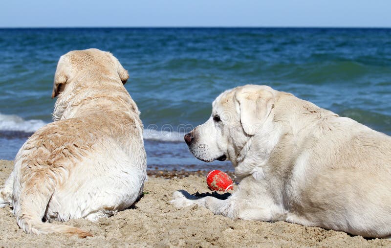 Two Yellow Labradors Playing at the Sea Portrait Stock Photo - Image of ...