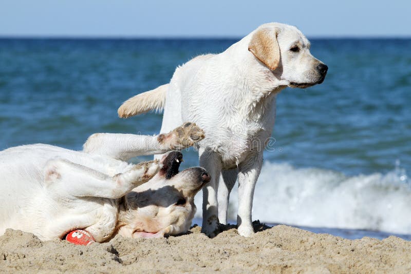 Two Labradors Playing with a Ball Stock Image - Image of play, labrador ...