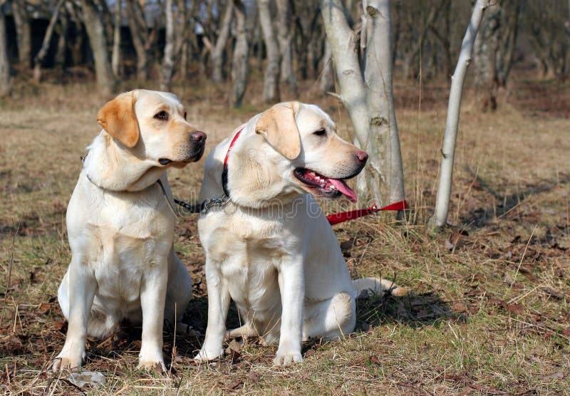 Two yellow labradors stock photo. Image of canine, lovely - 38925516